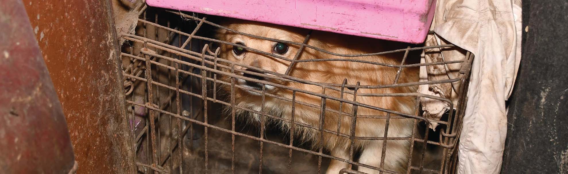 Adoption Dogs Landing Page - DSPCA