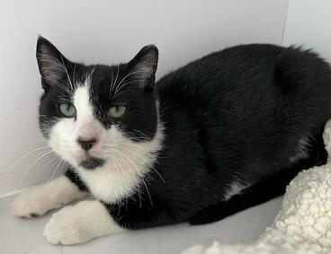 Farmyard/Stable Cats - Suitable for Rural Areas - DSPCA