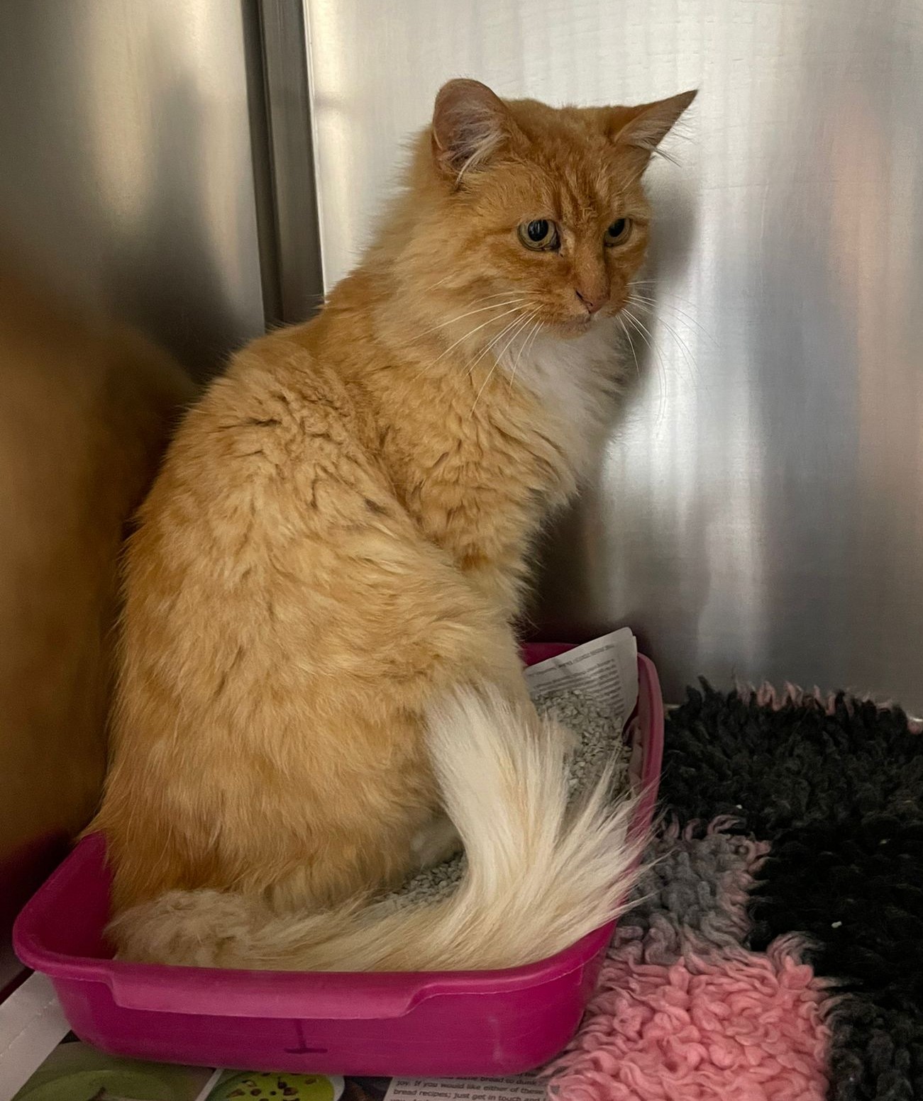 Ginger long haired cat #22584 - DSPCA