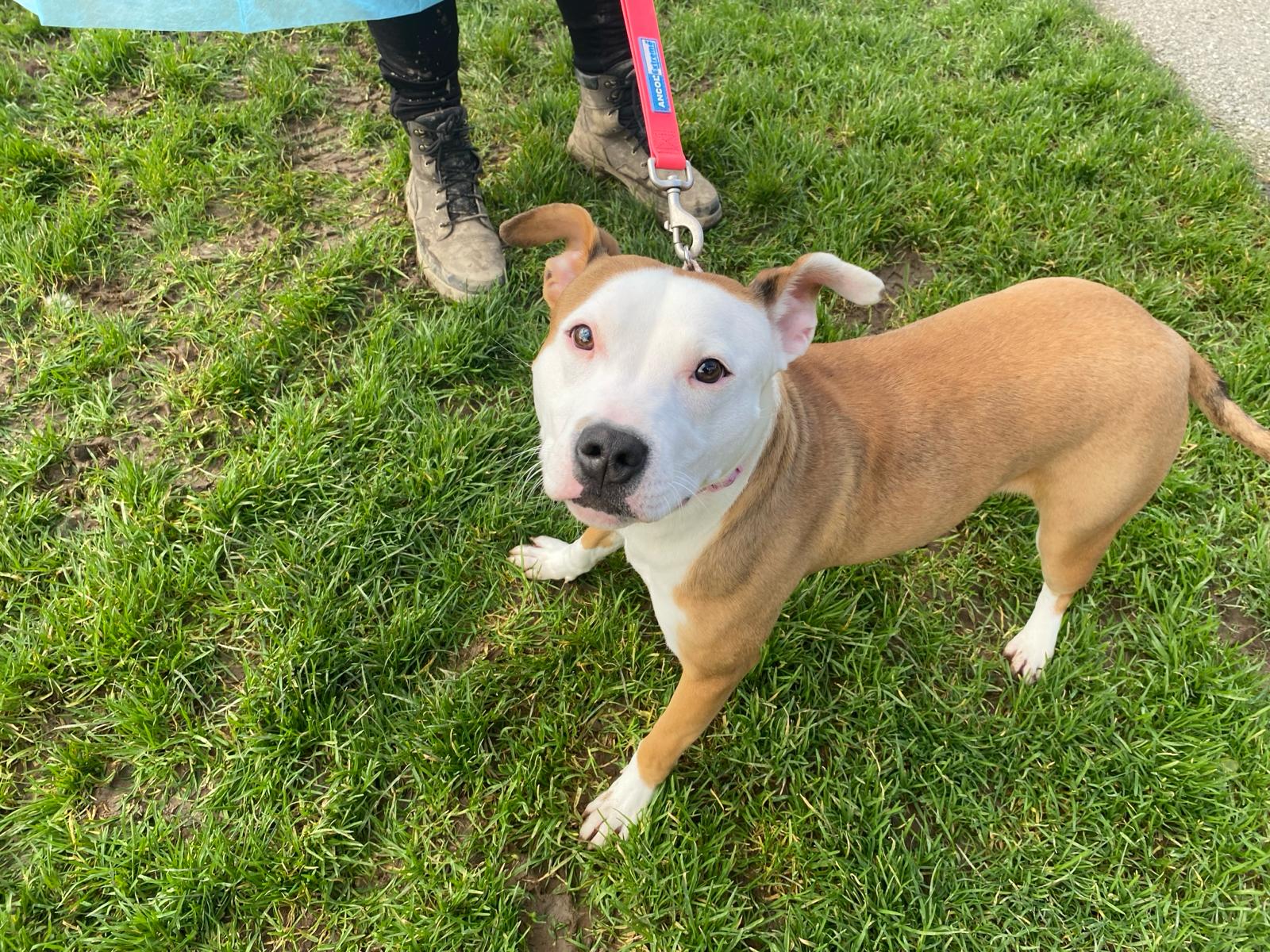 Adoption Dogs Landing Page - DSPCA