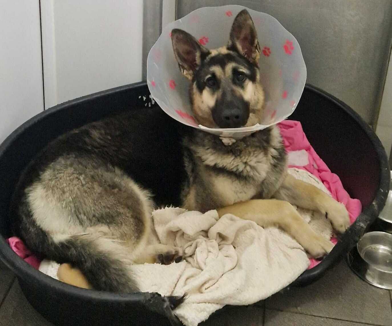 Adoption Dogs Landing Page - DSPCA