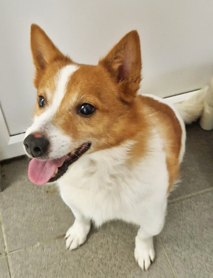Jack Russell Corgi Mix Puppy