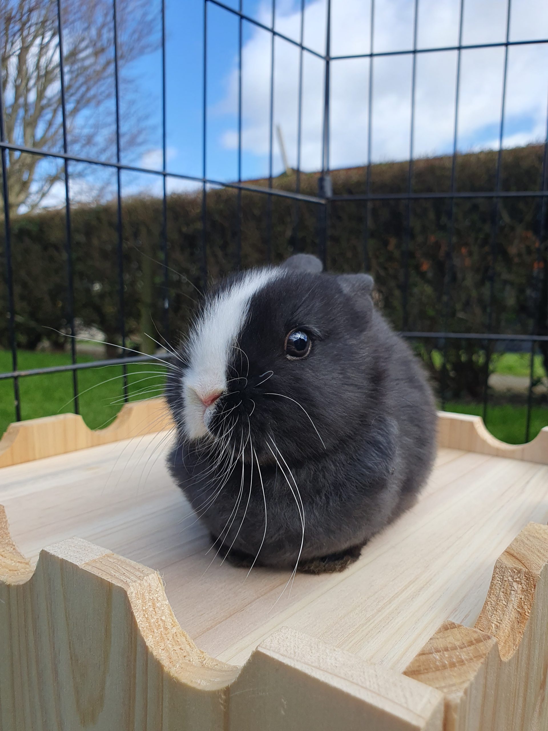 Small Animals - DSPCA