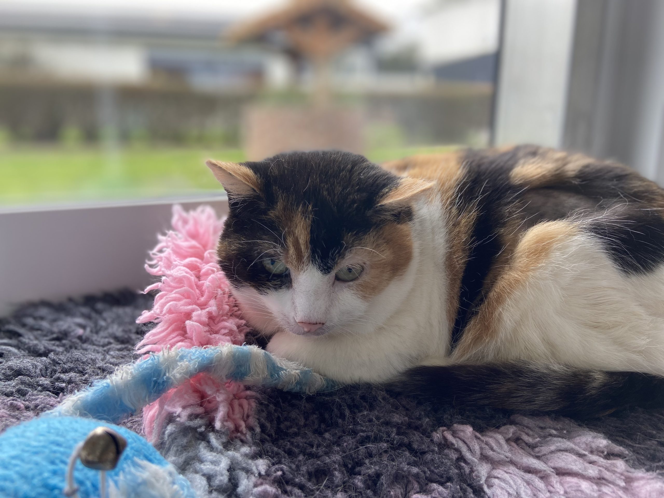 Adoption Cats Landing Page - DSPCA