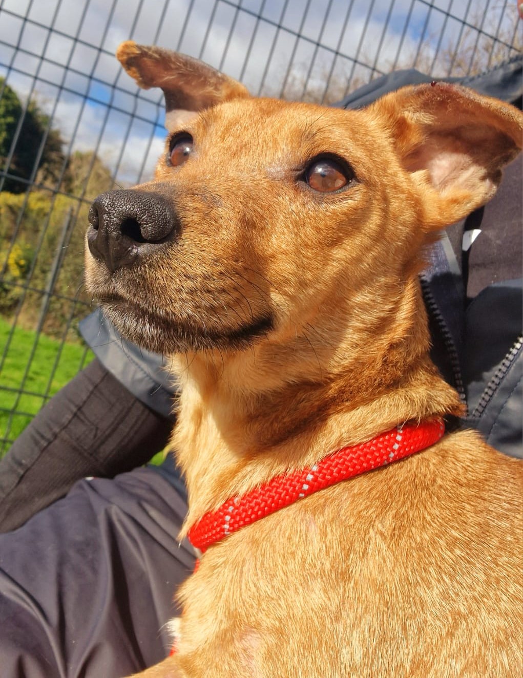 Adoption Dogs Landing Page - DSPCA