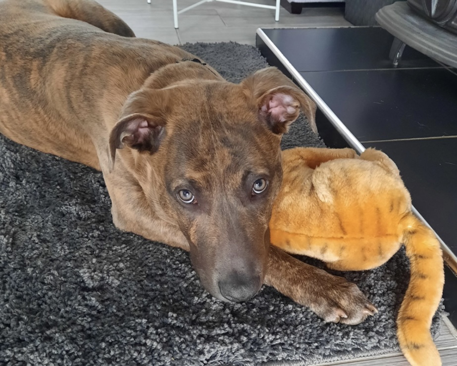 Adoption Dogs Landing Page - DSPCA