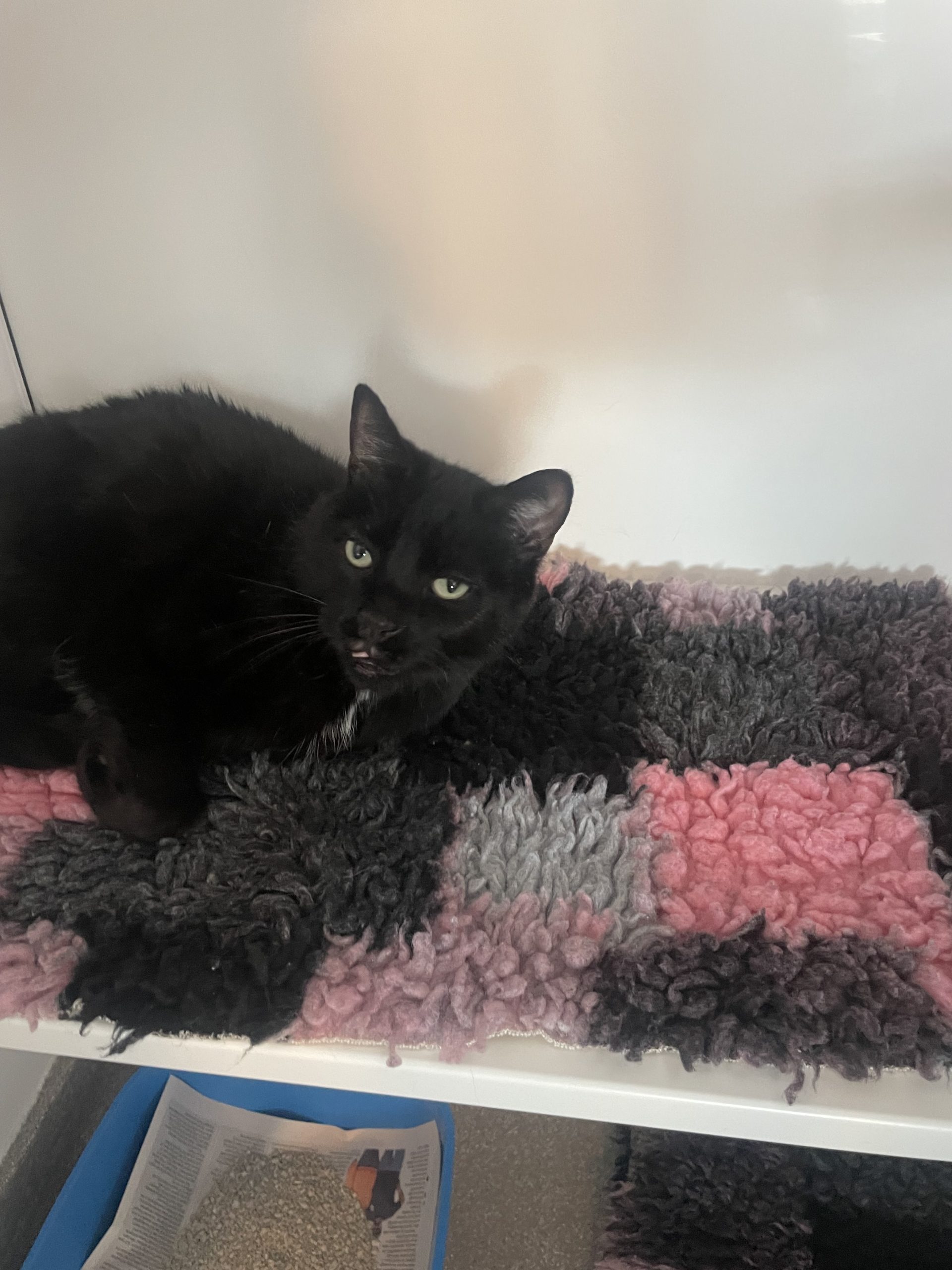 Adoption Cats Landing Page - DSPCA