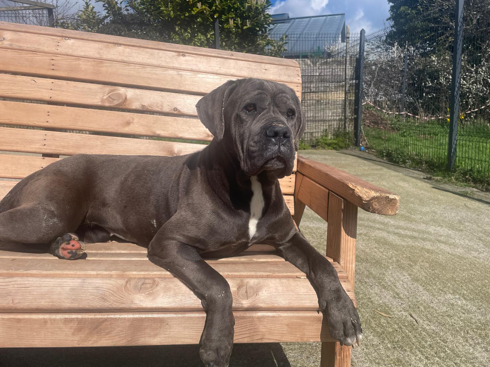 Adoption Dogs Landing Page - DSPCA