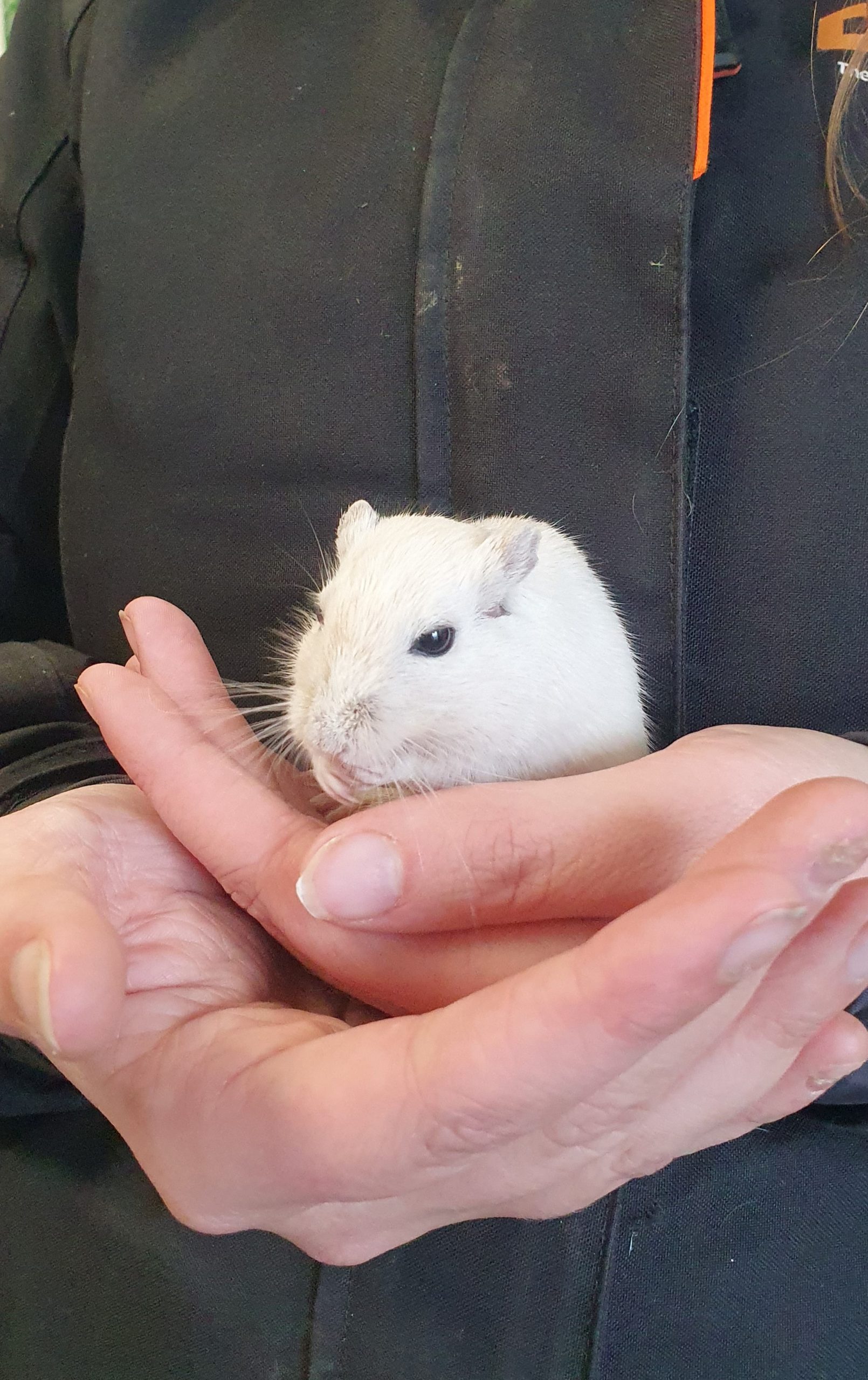 Small Animals - DSPCA