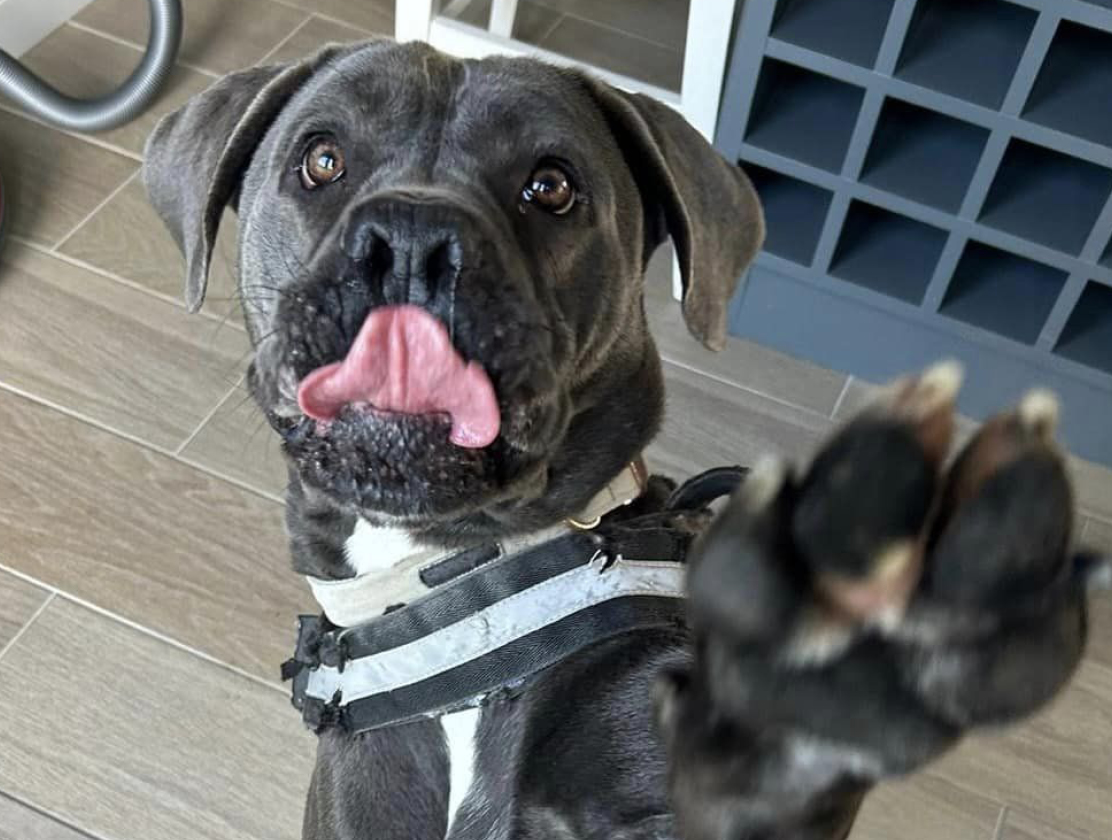 Adoption Dogs Landing Page - DSPCA