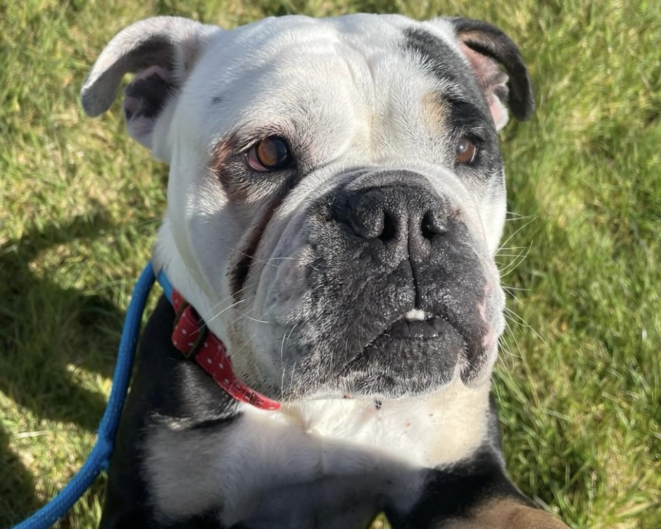 Adoption Dogs Landing Page - DSPCA