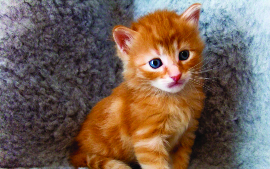 Kitten Ages Archives - DSPCA