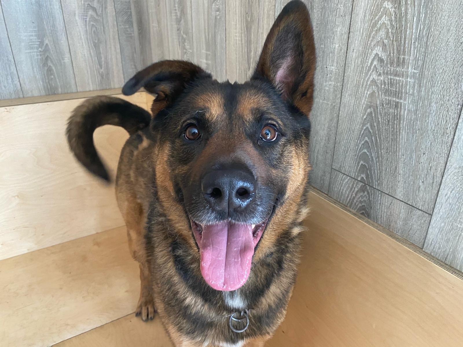 Adoption Dogs Landing Page - DSPCA