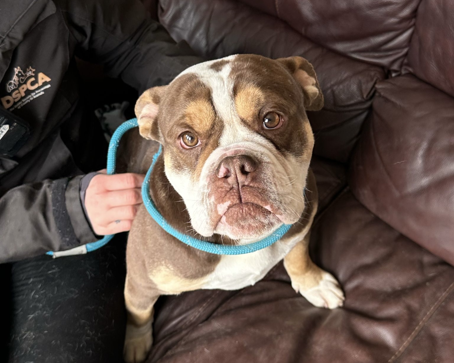 Adoption Dogs Landing Page - DSPCA