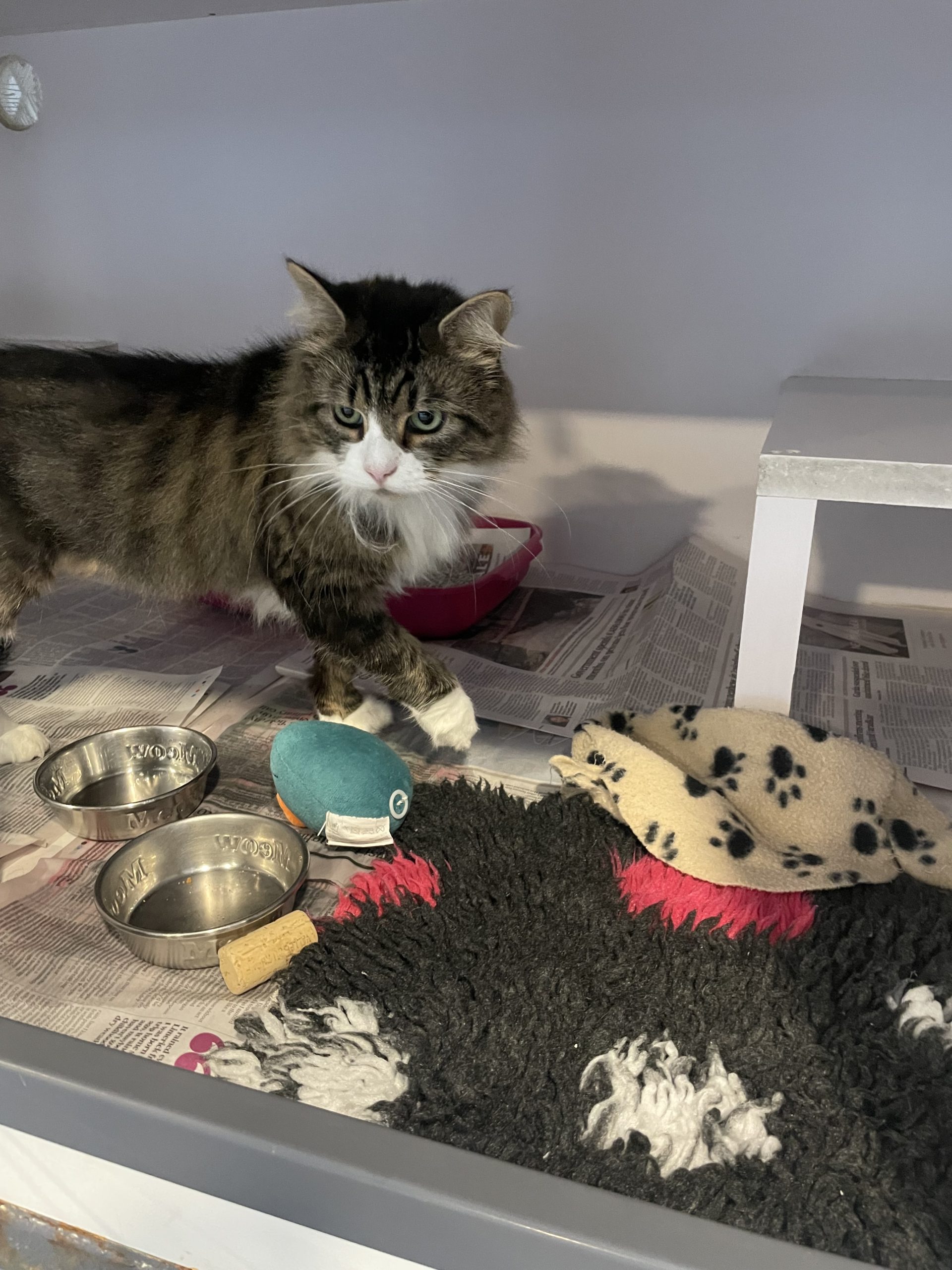 Adoption Cats Landing Page - DSPCA