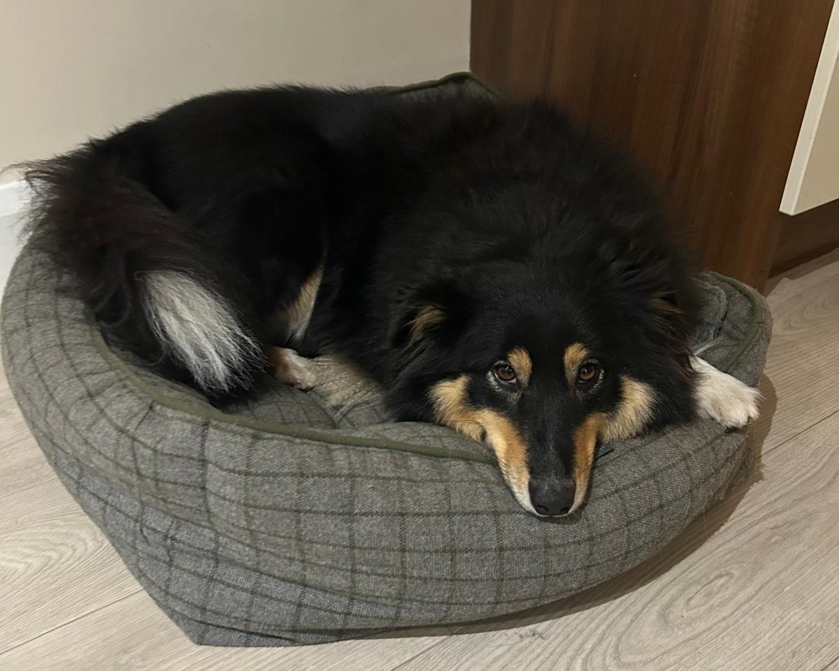 Adoption Dogs Landing Page - DSPCA