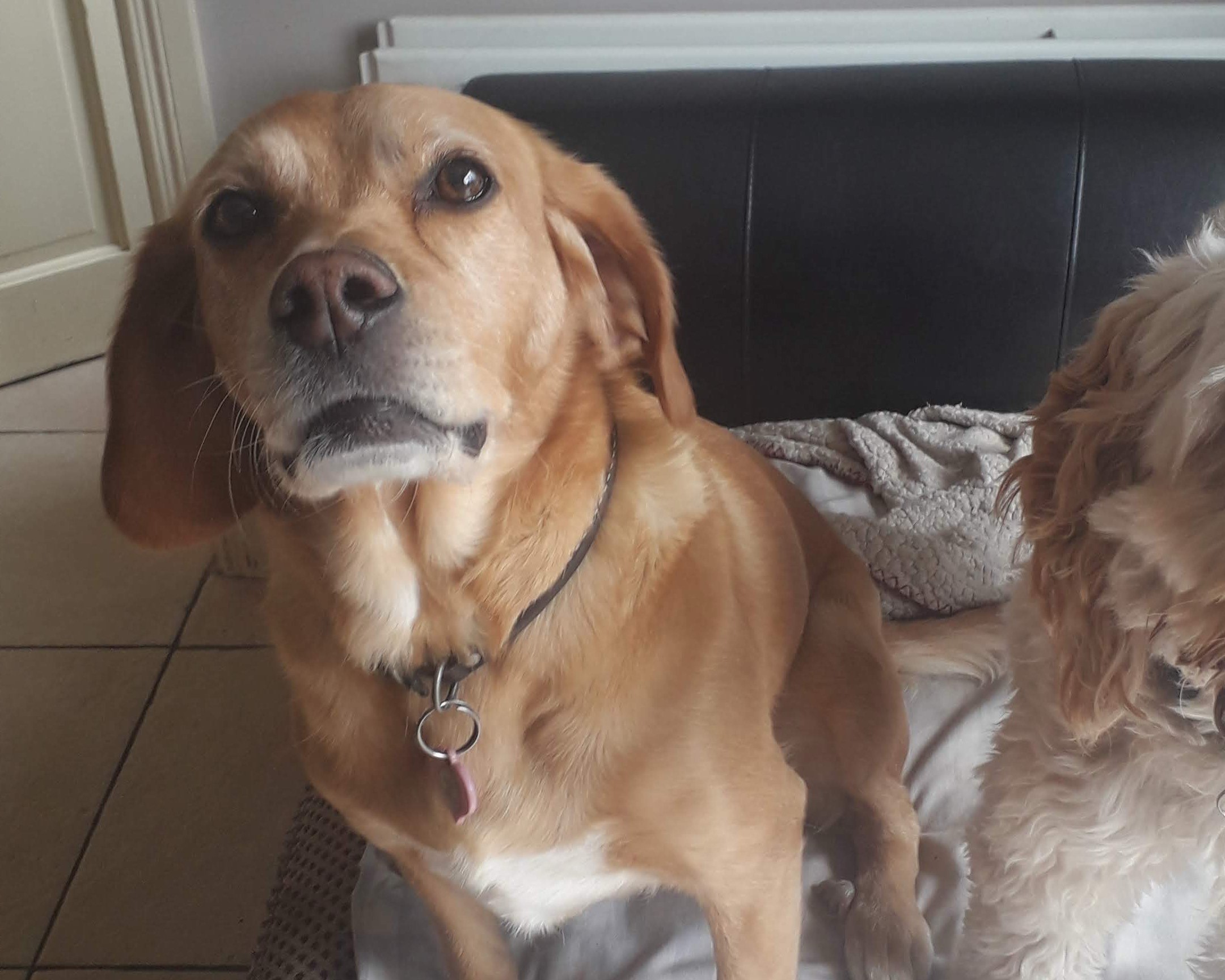 Adoption Dogs Landing Page - DSPCA