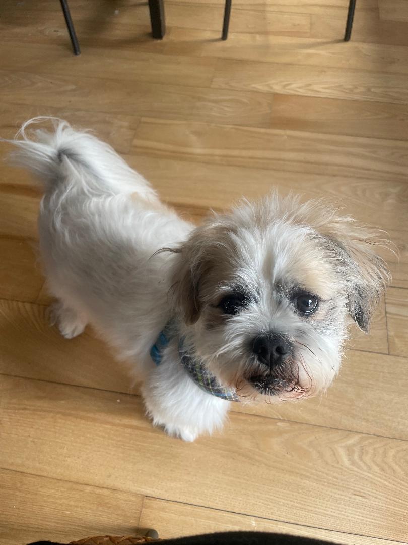 Adoption Dogs Landing Page - DSPCA