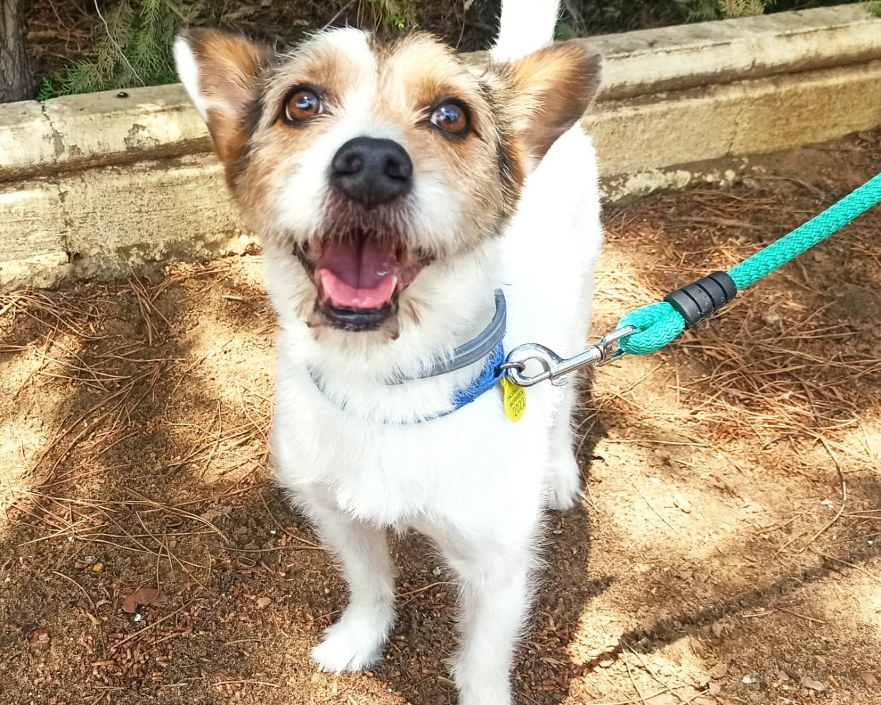 Adoption Dogs Landing Page - DSPCA