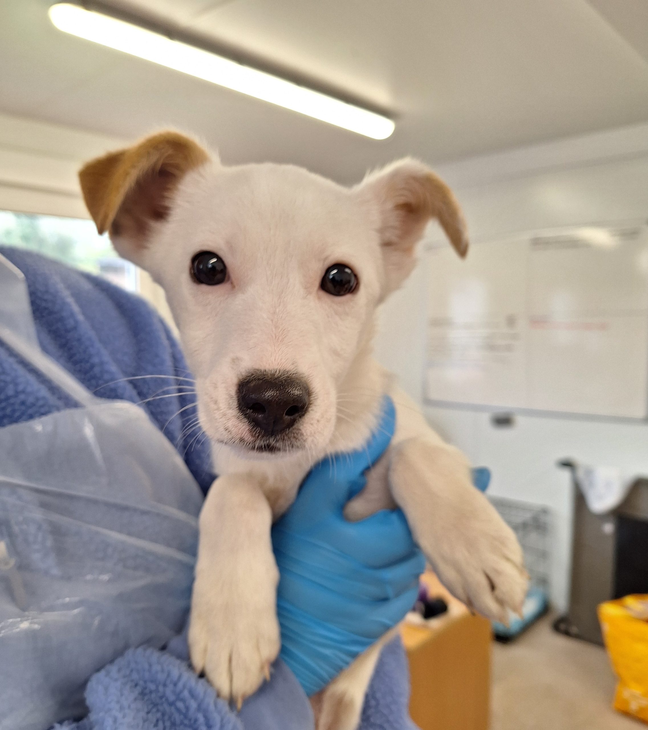 Adoption Dogs Landing Page - DSPCA