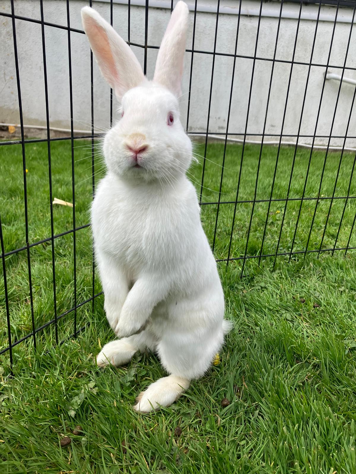 Small Animals - DSPCA