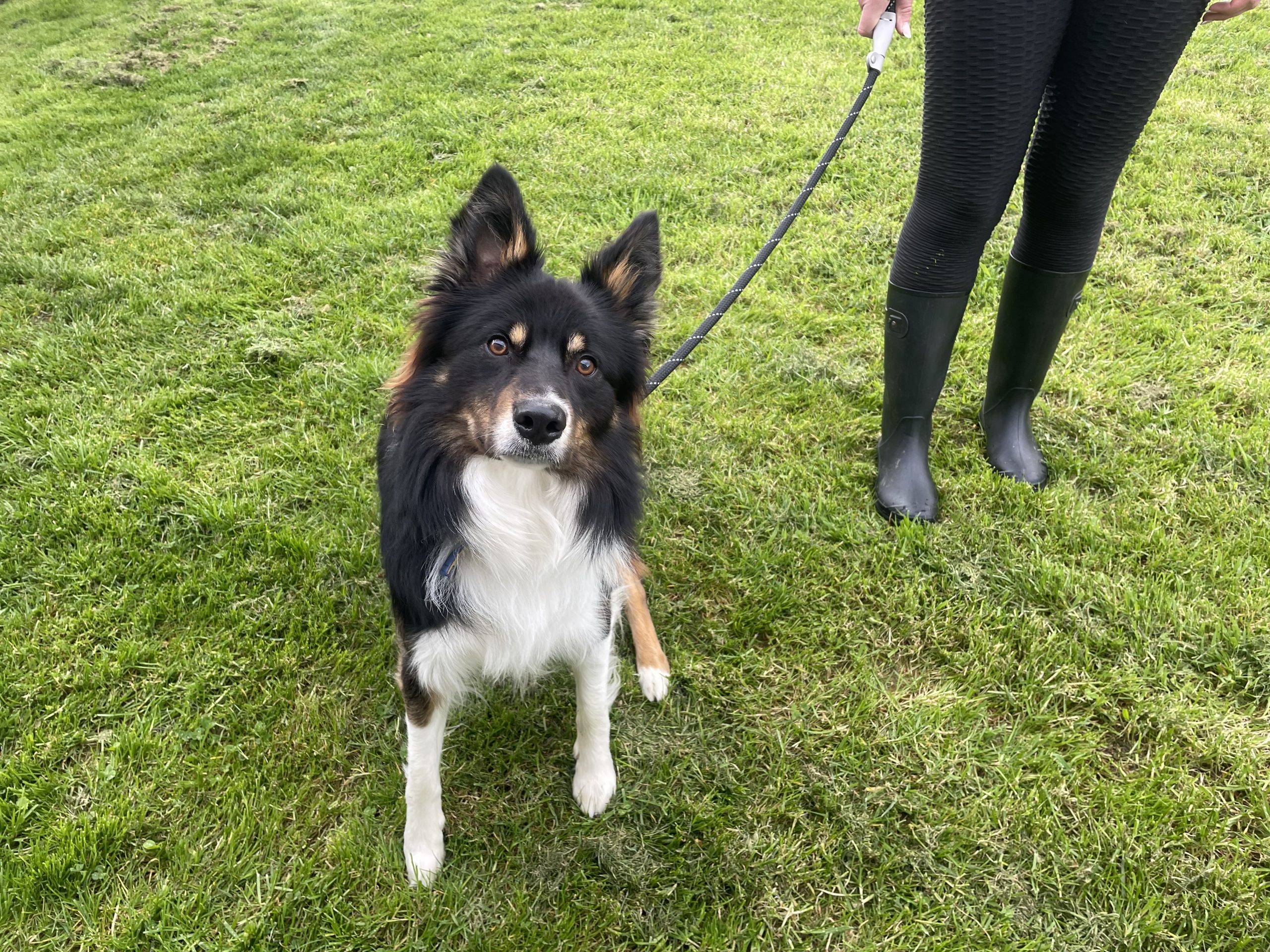 Adoption Dogs Landing Page - DSPCA