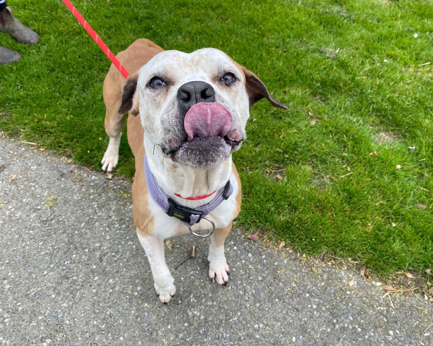 Adoption Dogs Landing Page - DSPCA