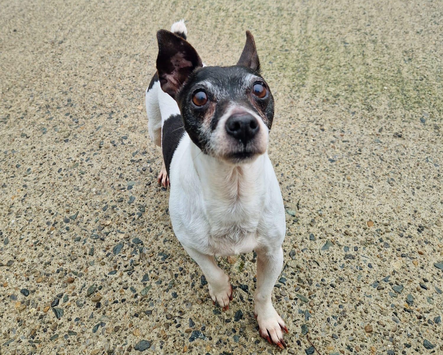 Adoption Dogs Landing Page - DSPCA