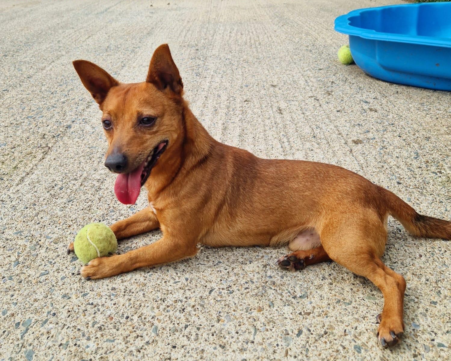 Adoption Dogs Landing Page - DSPCA