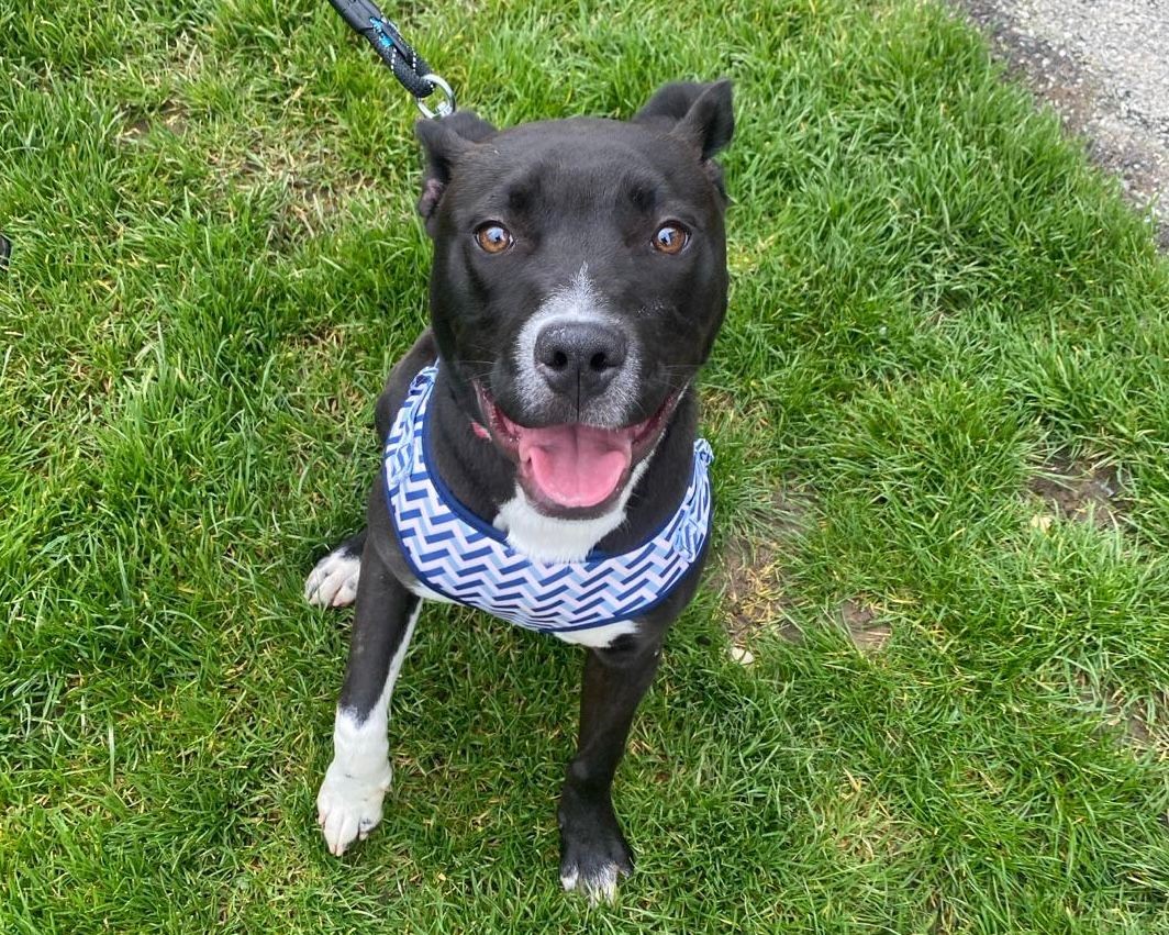 Adoption Dogs Landing Page - DSPCA