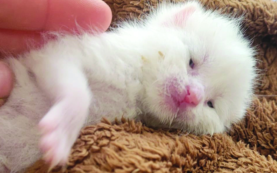 Kittens 0 - 2 weeks old - DSPCA