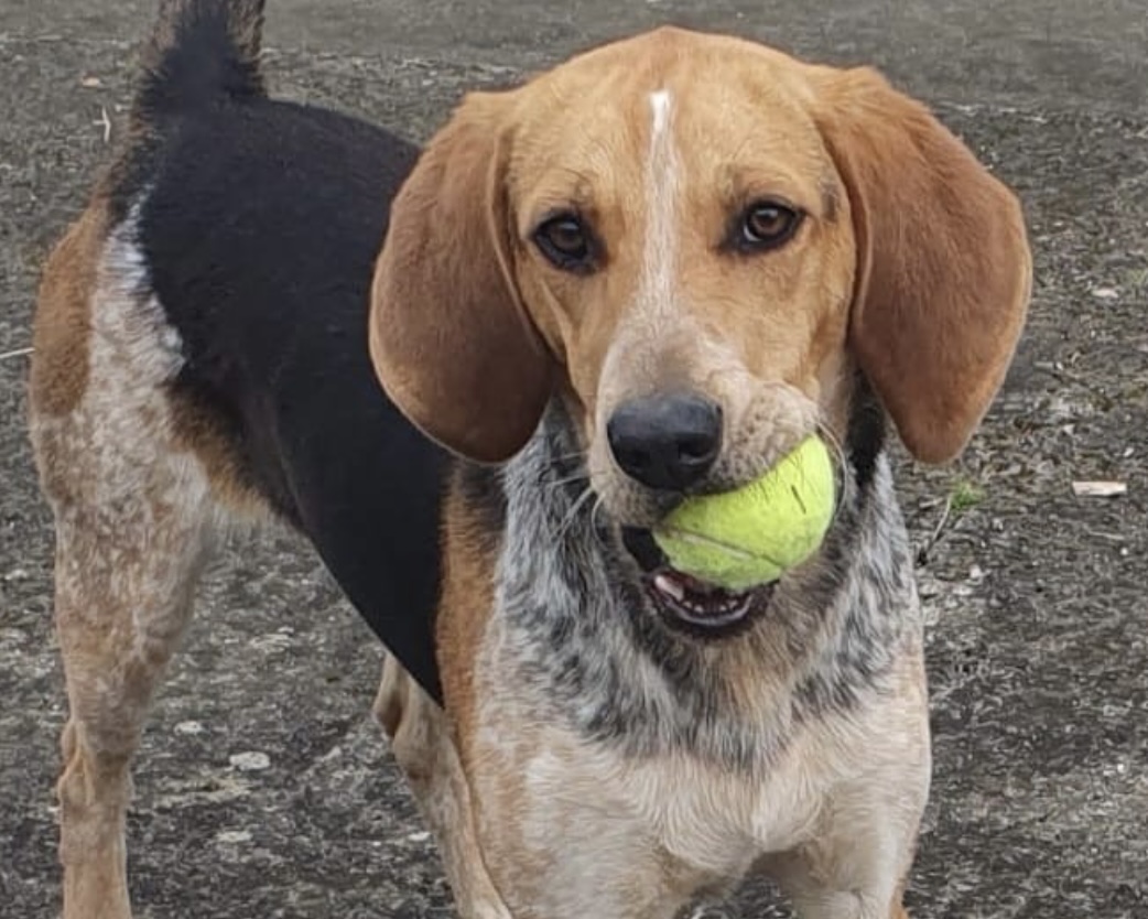 Adoption Dogs Landing Page - DSPCA