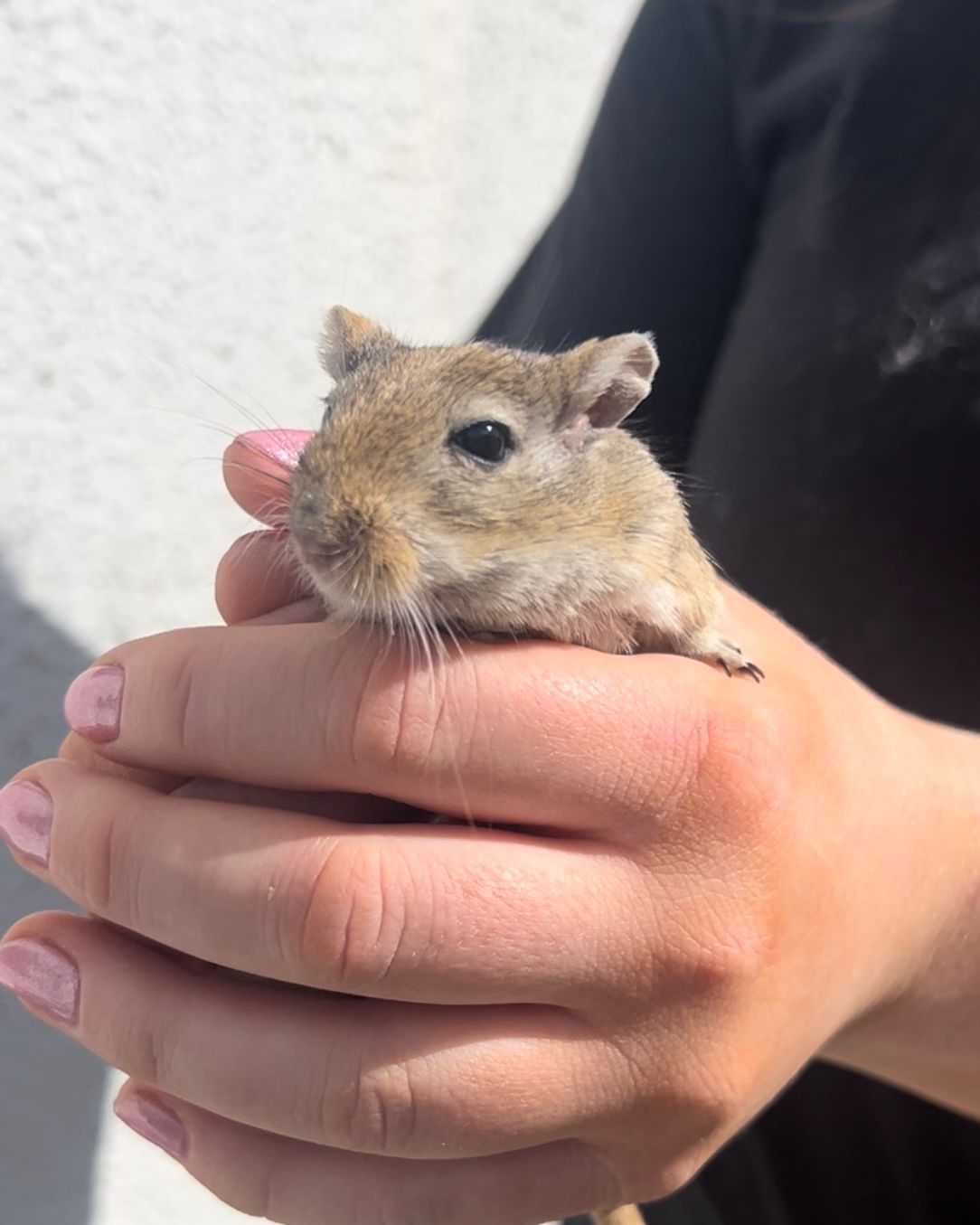 Small Animals - DSPCA