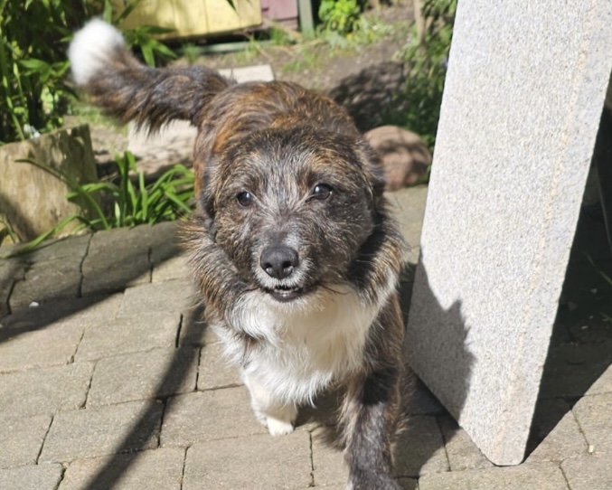 Adoption Dogs Landing Page - DSPCA