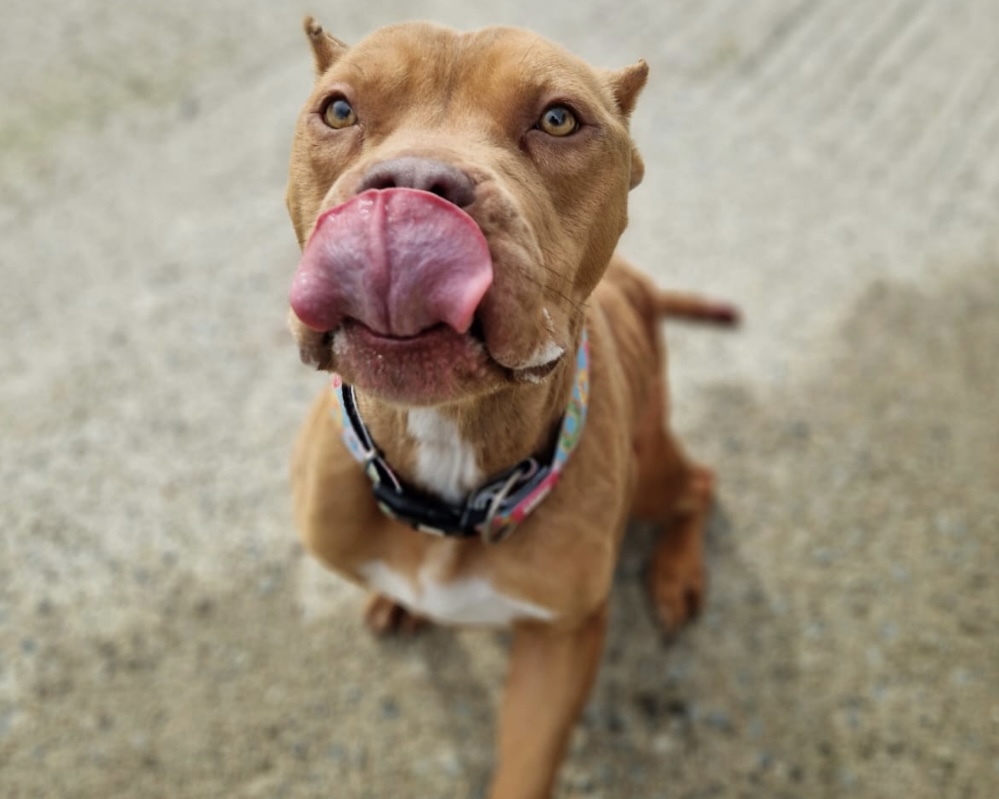 Adoption Dogs Landing Page - DSPCA