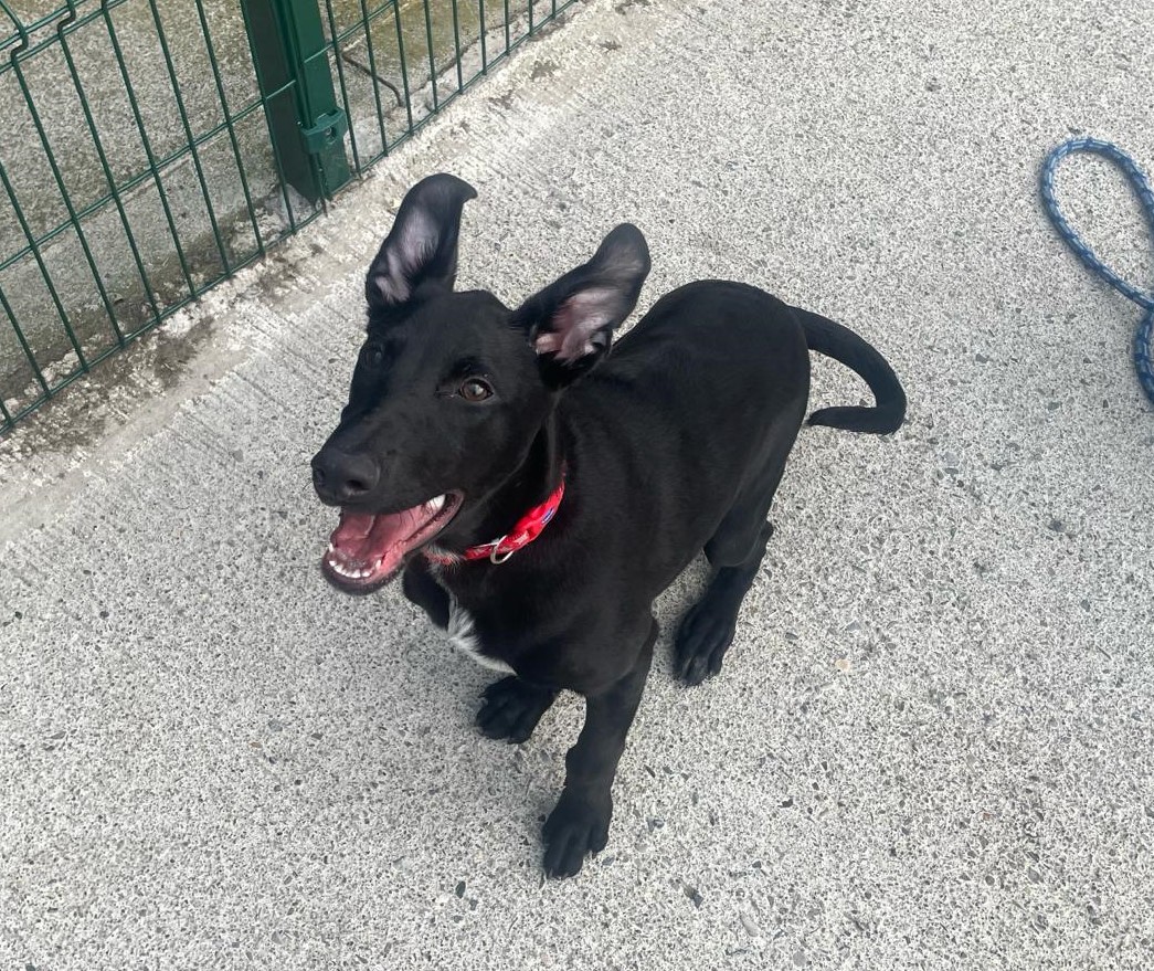 Adoption Dogs Landing Page - DSPCA