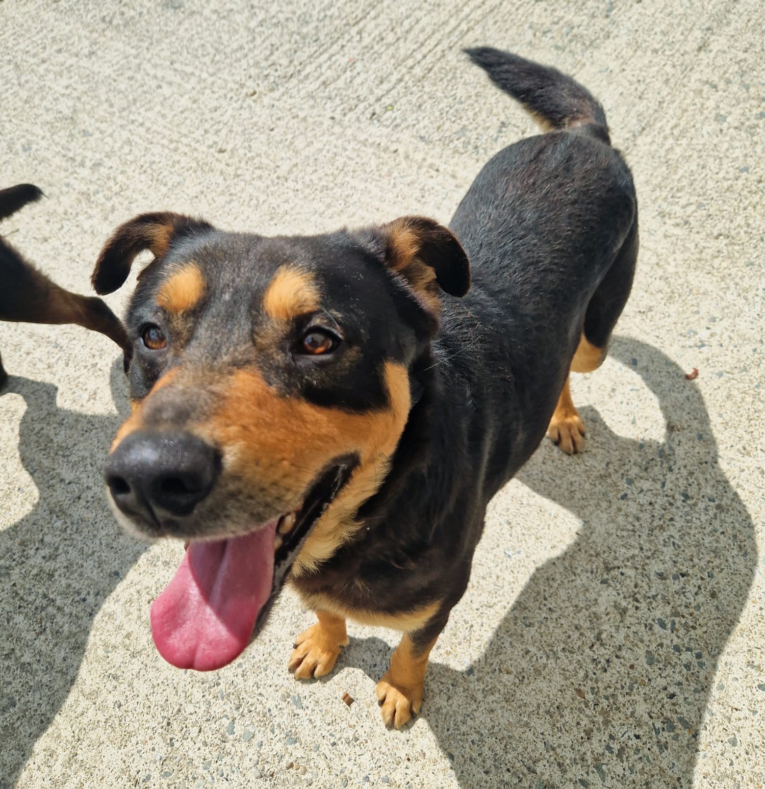 Adoption Dogs Landing Page - DSPCA