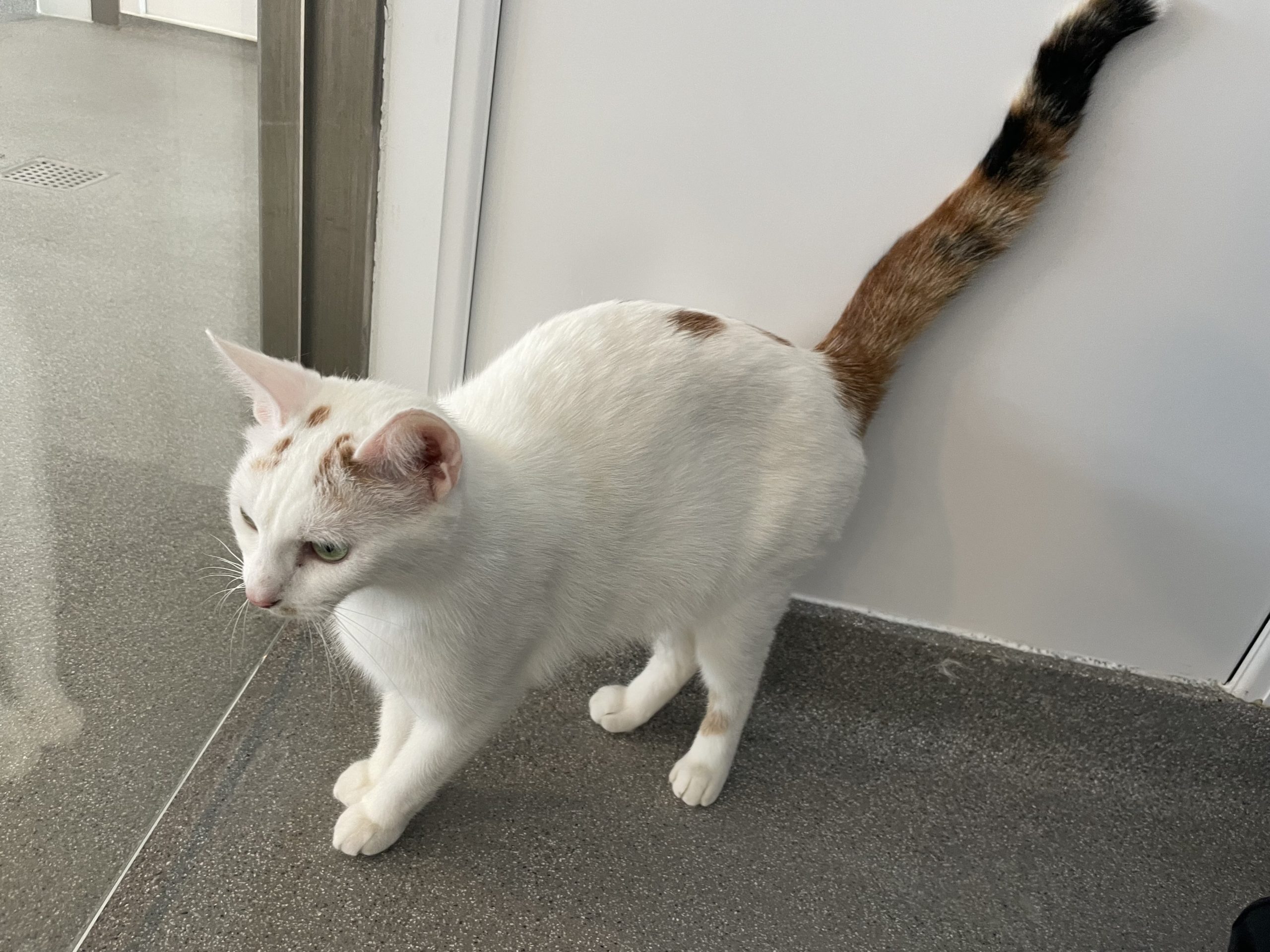 Adoption Cats Landing Page - DSPCA