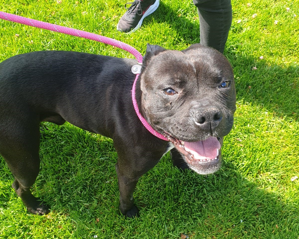 Adoption Dogs Landing Page - DSPCA