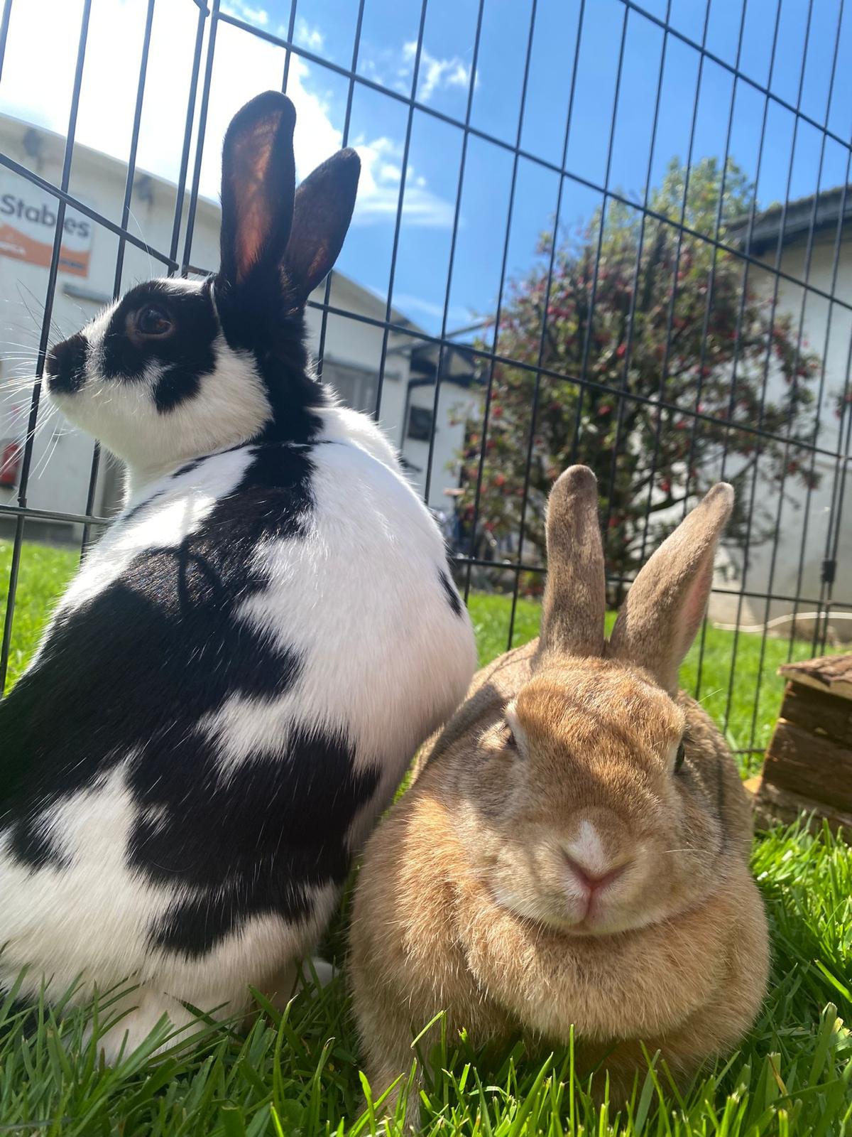 Small Animals - DSPCA