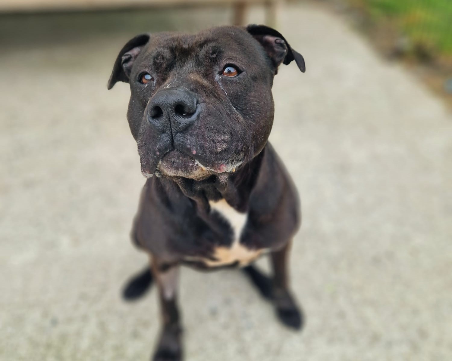 Adoption Dogs Landing Page - DSPCA