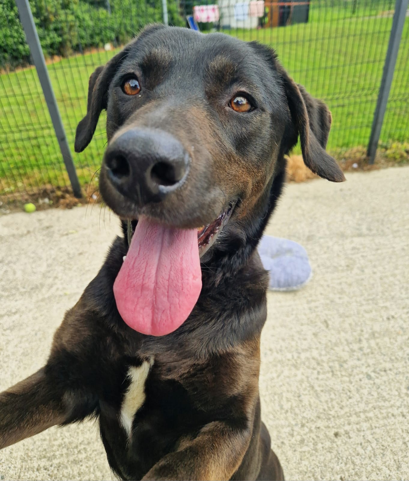 Adoption Dogs Landing Page - DSPCA