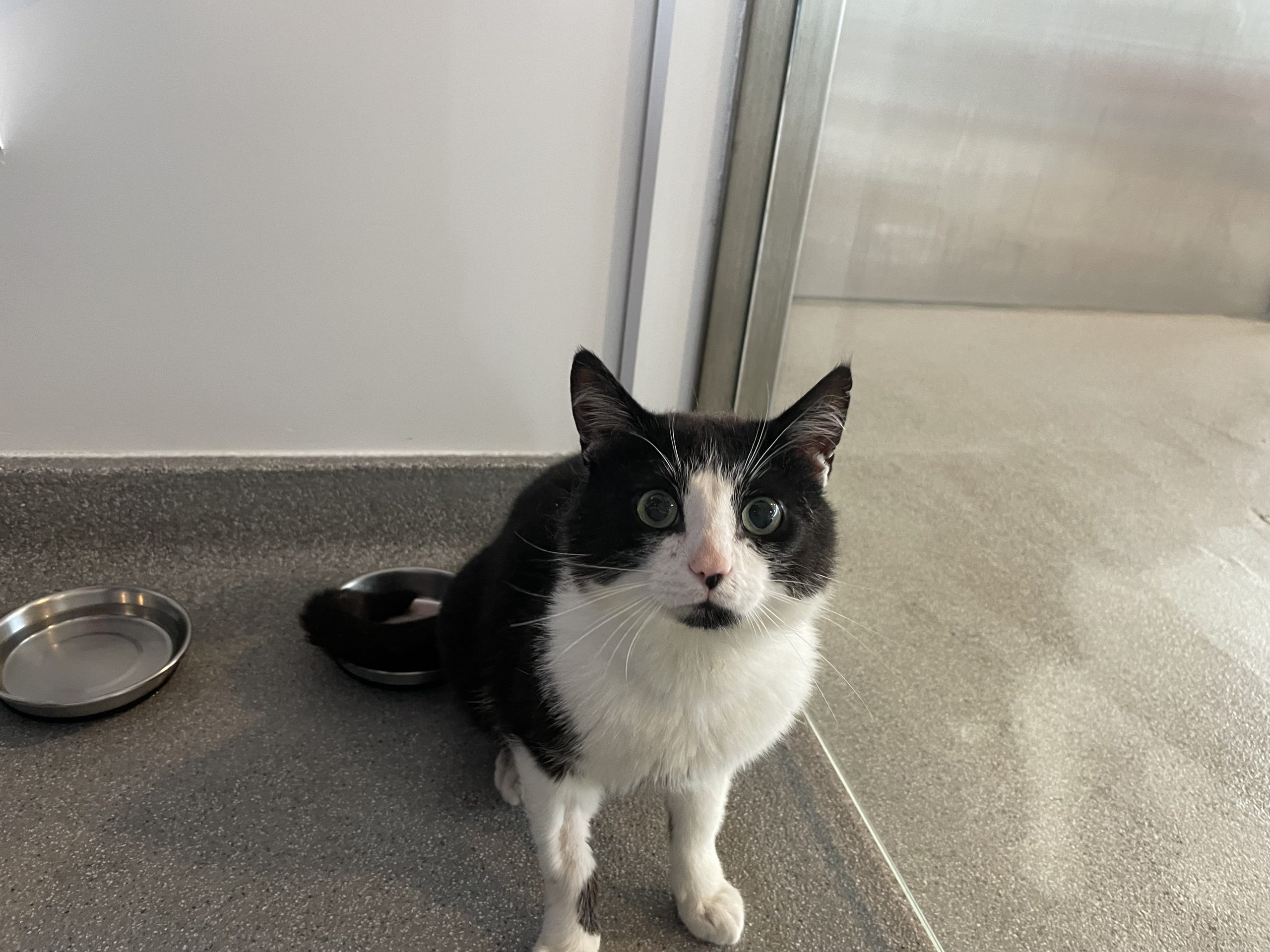 Adoption Cats Landing Page - DSPCA