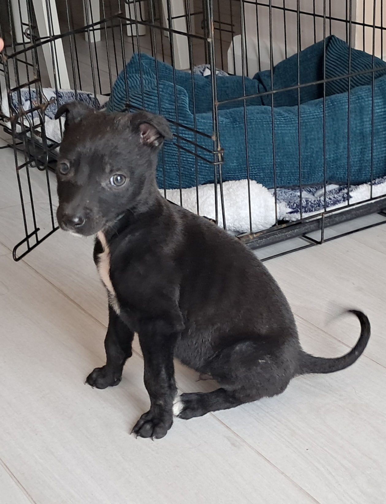 Adoption Dogs Landing Page - DSPCA