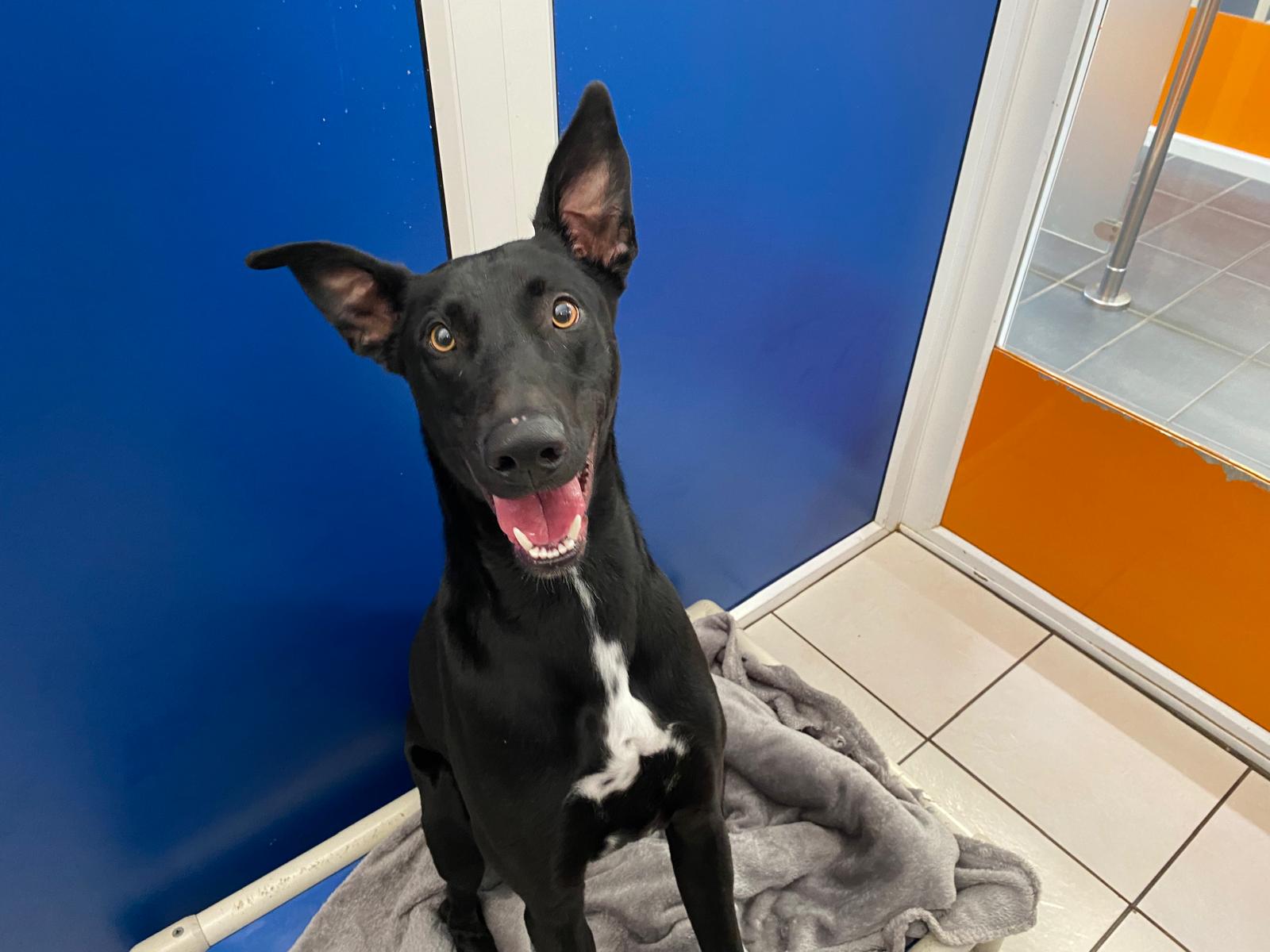 Adoption Dogs Landing Page - DSPCA