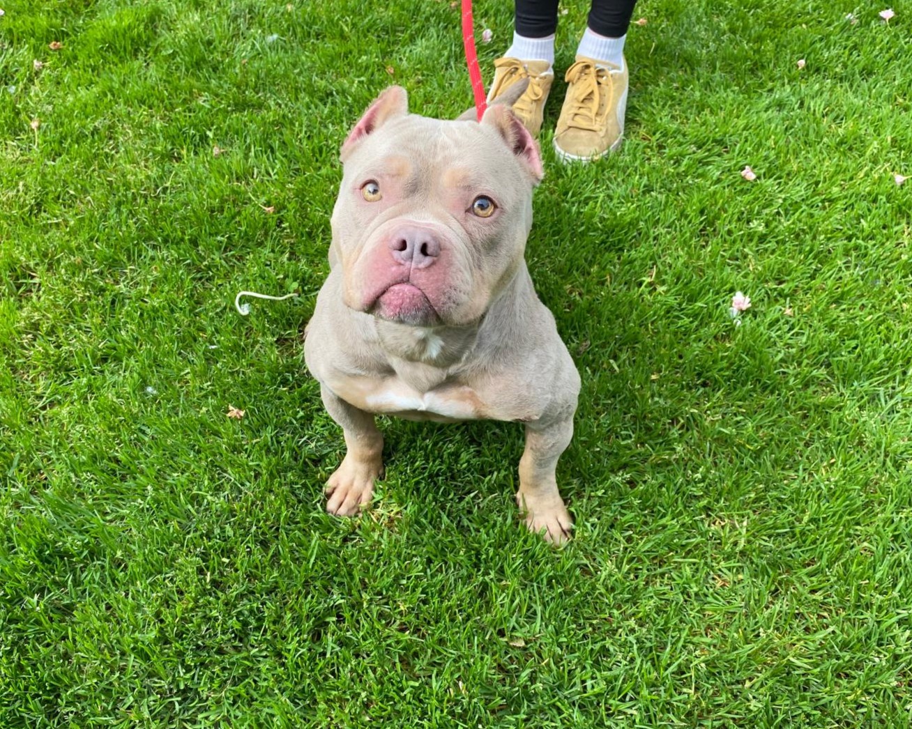 Adoption Dogs Landing Page - DSPCA