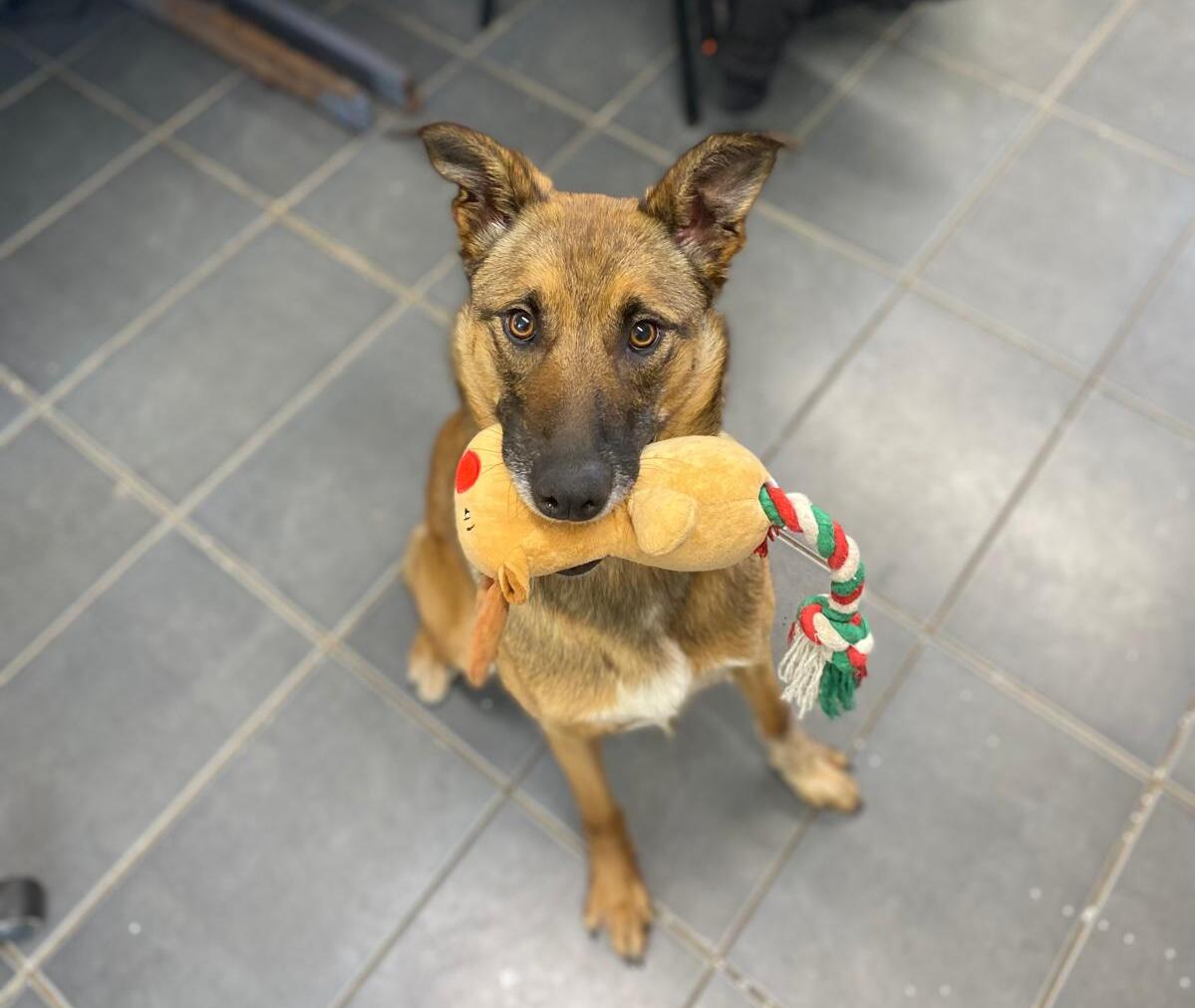 Adoption Dogs Landing Page - DSPCA