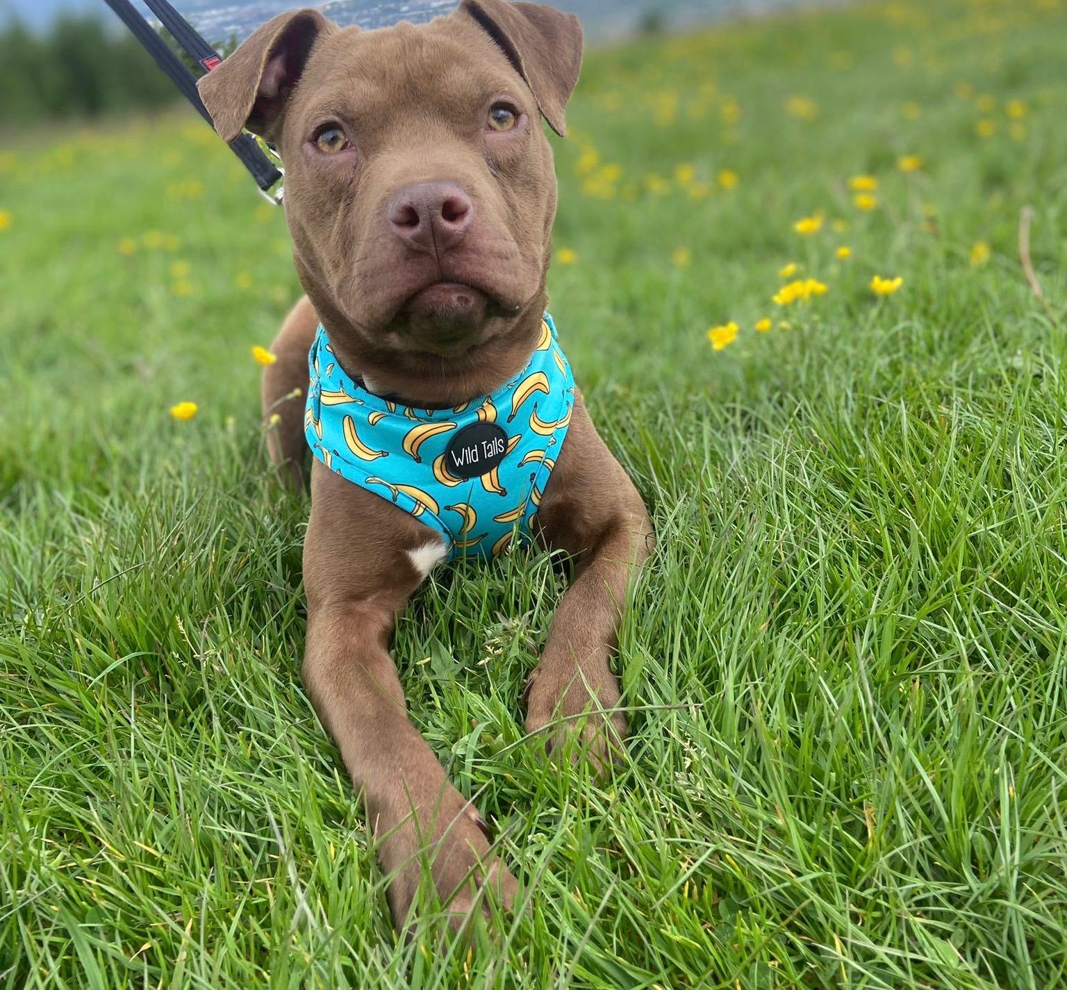 Adoption Dogs Landing Page - DSPCA