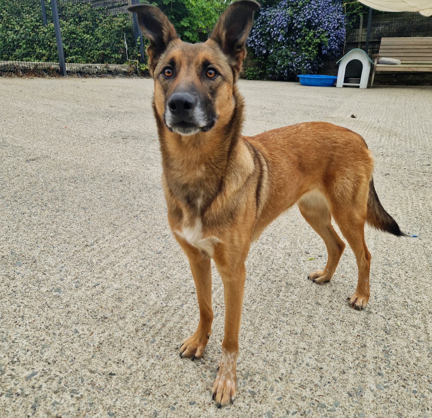 Adoption Dogs Landing Page - DSPCA