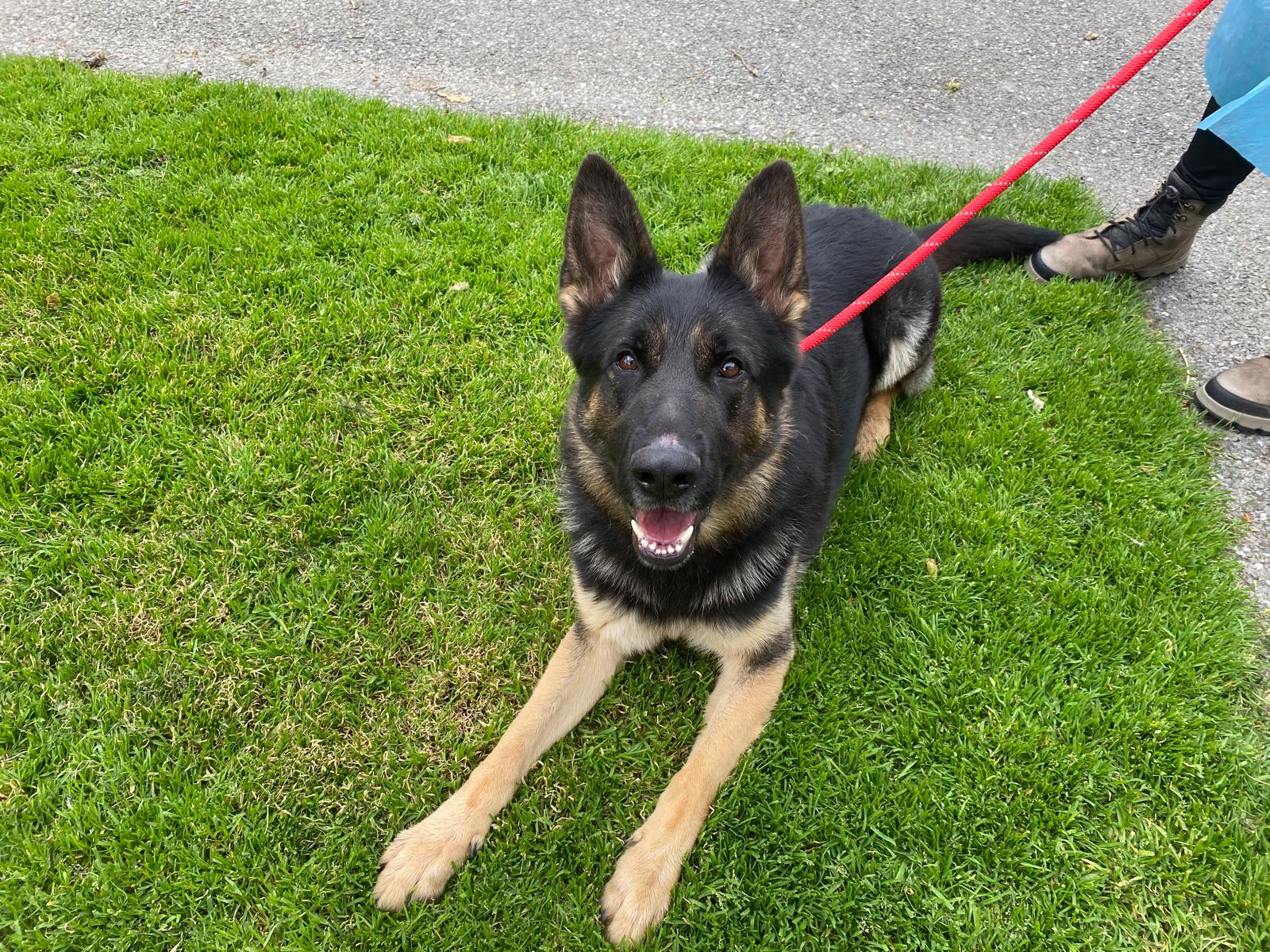 Adoption Dogs Landing Page - DSPCA